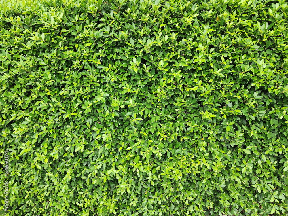 Green background of Banyan Tree Scientific name : Ficus annulata ...