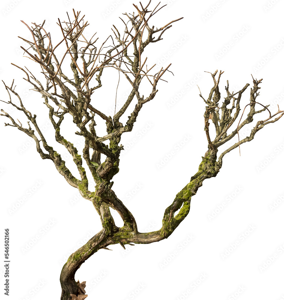Isolated PNG cutout of a dead tree on a transparent background Stock ...