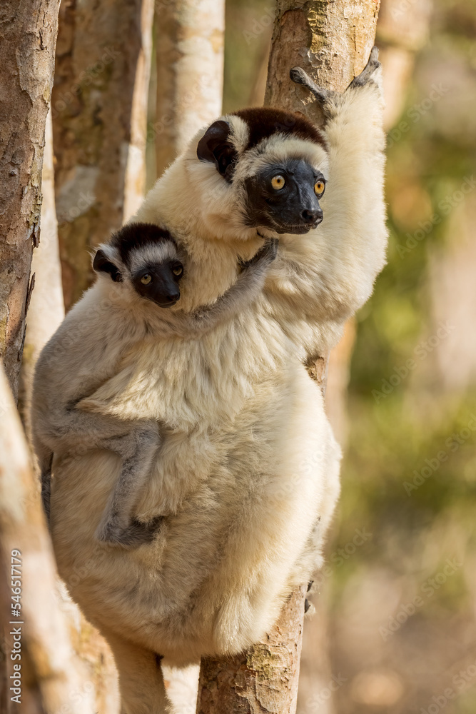 Verreaux's Sifaka - Propithecus verreauxi, dry forest Madagascar west ...