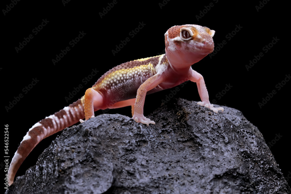 Leopard gecko lizard on rock with black background, eublepharis ...