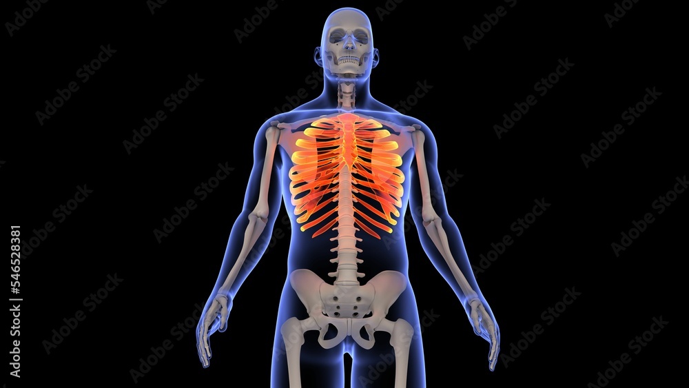 3D rendering of a human x-ray with the ribs highlighted on a black ...