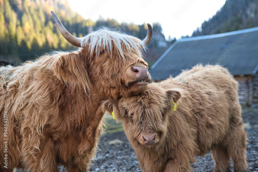 schottisches Hochlandrind Mutterkuh und Kalb kuscheln auf der Koppel ...
