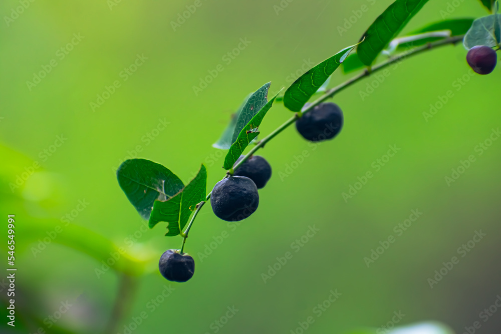 Phyllanthus reticulatus is a plant species described Jean Louis Marie ...