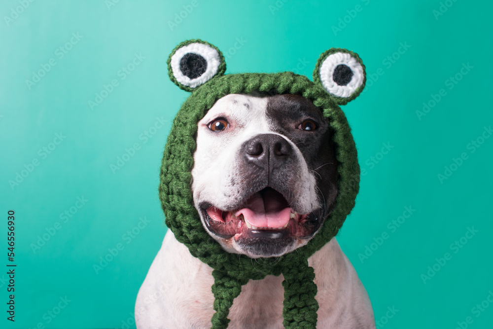 Photo Art Print a dog in a funny frog hat. Fashionable funny animal
