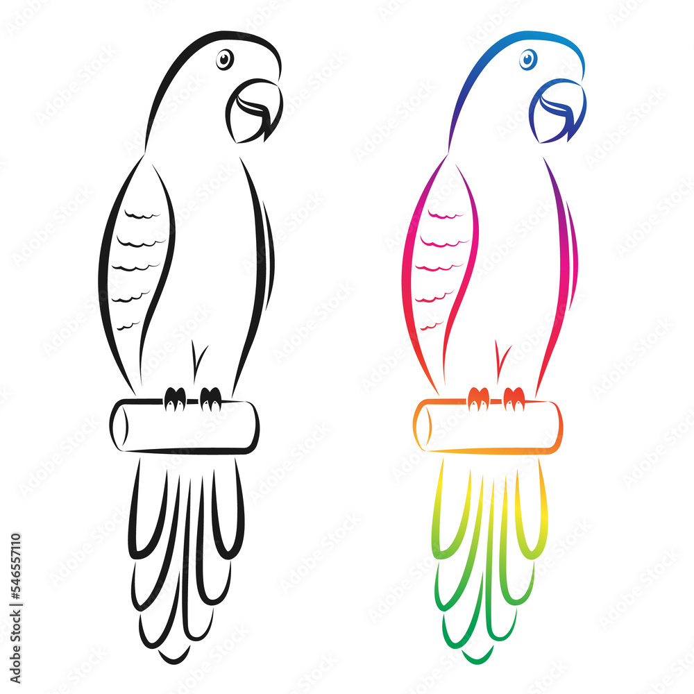 Vector of two parrot design isolated on transparent background. Wild ...