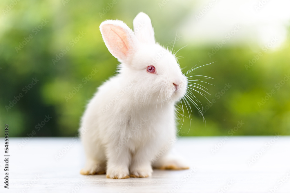 Cute White Baby Rabbits Wallpapers