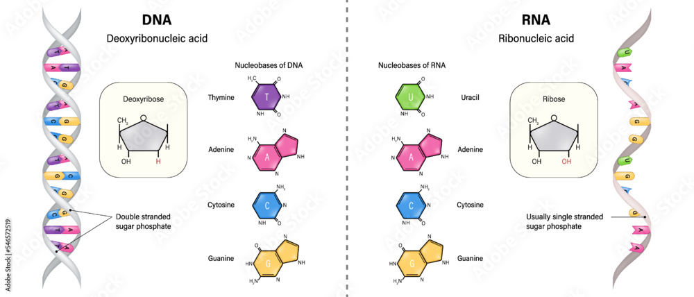 The difference between of DNA and RNA structure. Deoxyribonucleic acid ...