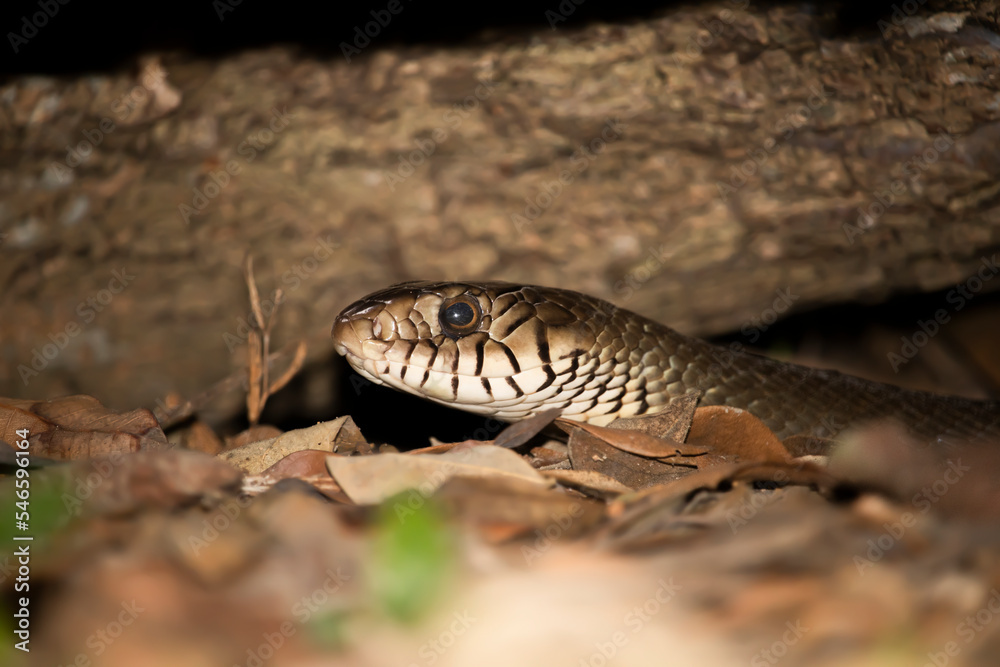 Poster Close up of a rat snake (Ptyas fusca), Rat snakes are members ...