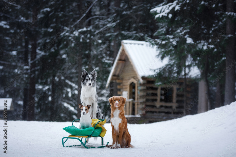 three dogs on a sled in the winter in the forest. Border Collie, Nova ...