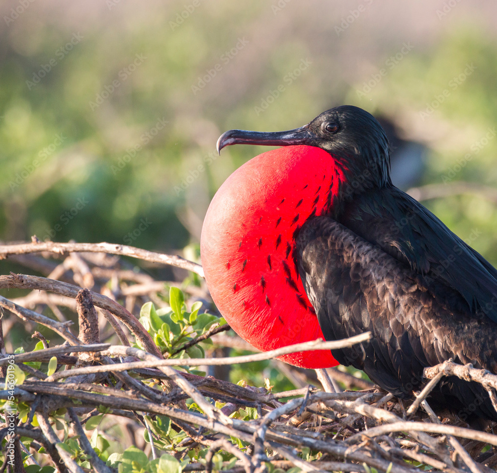 frigate bird sits in shrub with their red gular sac inflated, North ...