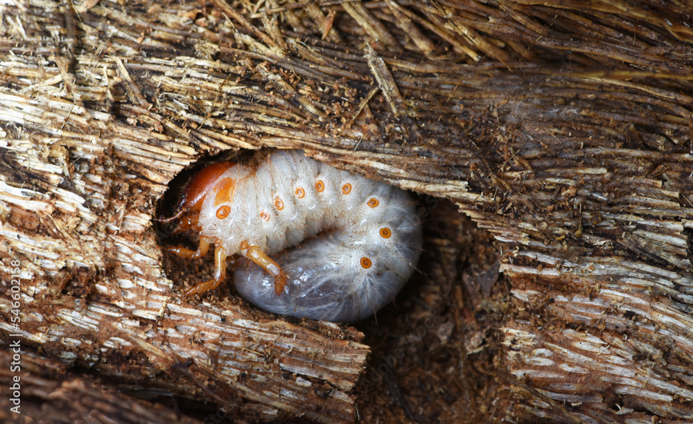 Larva of coconut Rhinoceros beetle living in dead coconut tree Stock ...