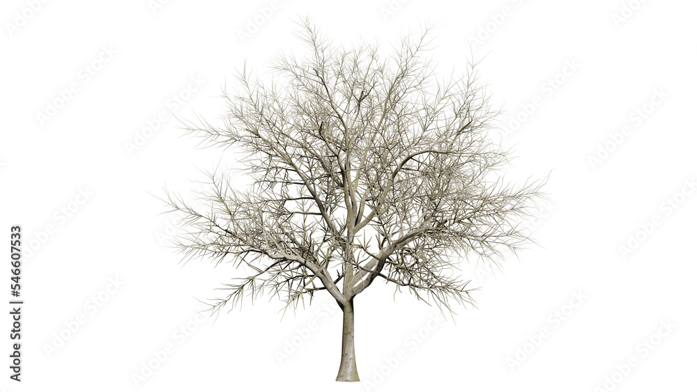 no leafs OAK tree, 3d rendering of oak tree isolated on transparent PNG ...