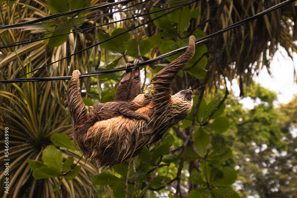 Two adorable sloths, mother carrying her baby, hanging from a cable in ...