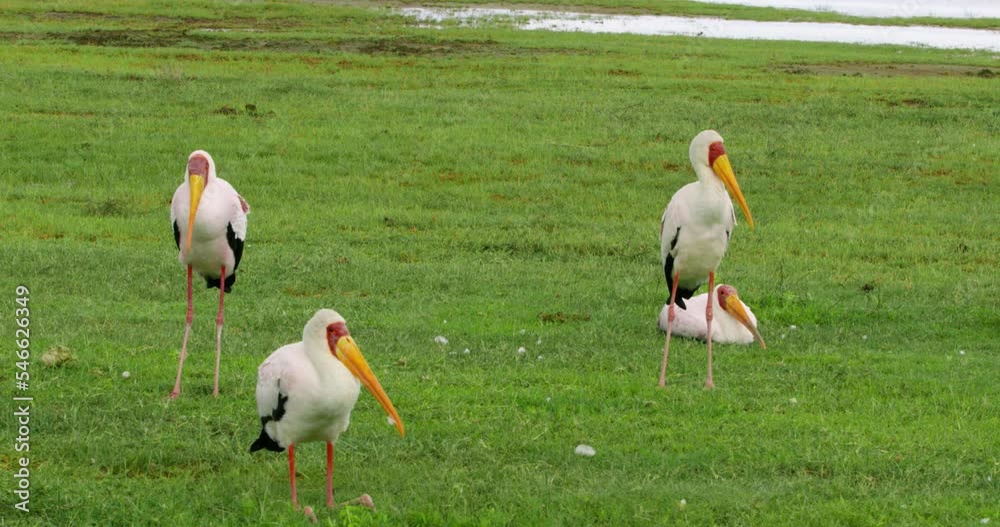 Amazing natural view of a group of yellow billed stork in Ngorongoro ...