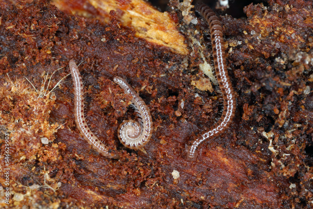 Blaniulus guttulatus, commonly known as the spotted snake millipede is ...