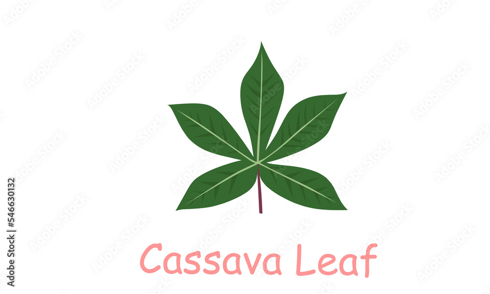vector illustration. Cassava leaves isolated on white background. Stock ...