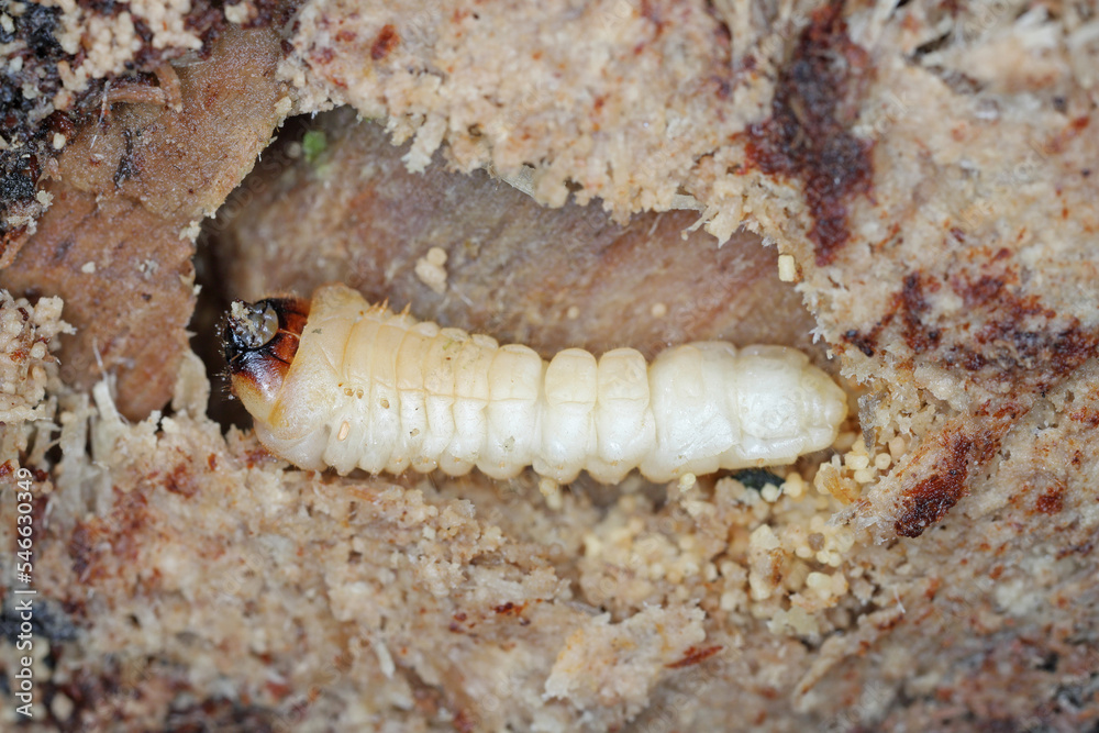 The larva of a beetle of the goat family, Cerambycidae, Rhagium under ...