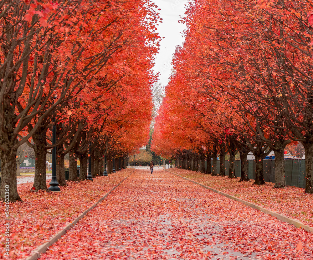 Foto de Bright red maples losing their leaves lining a road with a ...