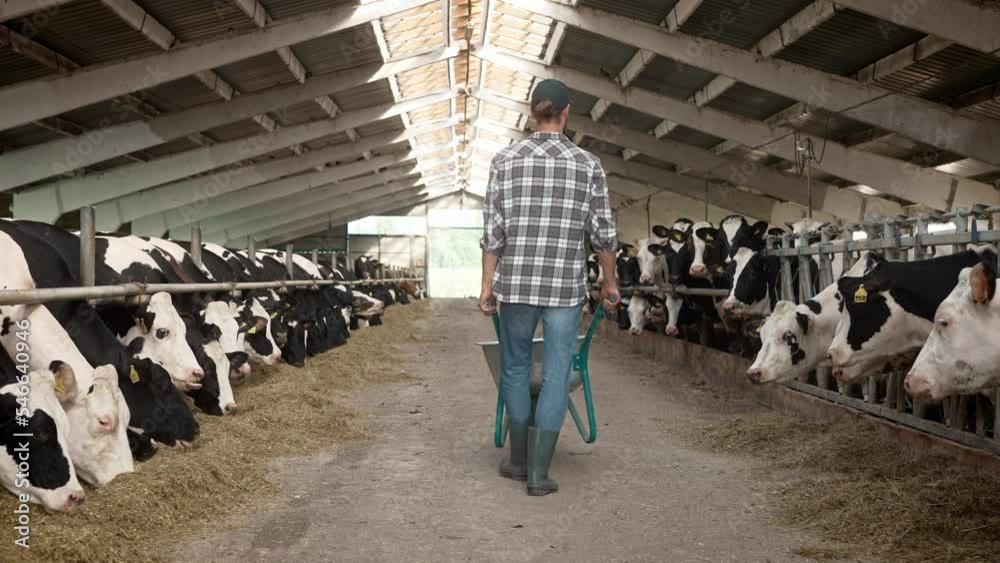 Back view of Caucasian adult man farmer walking inside the barn pushing ...