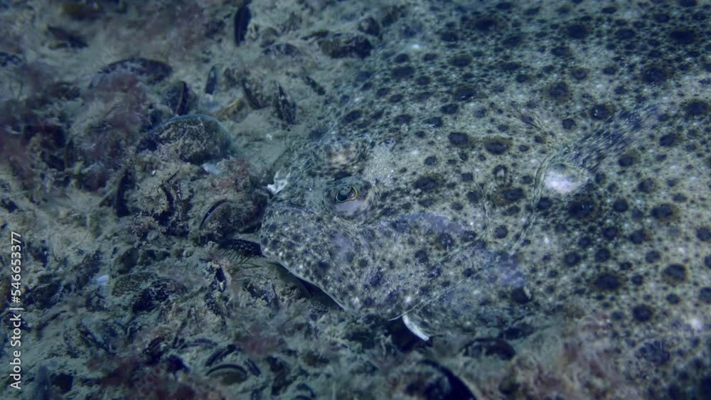 A portrait of a European turbot (Scophthalmus maximus), then the camera ...