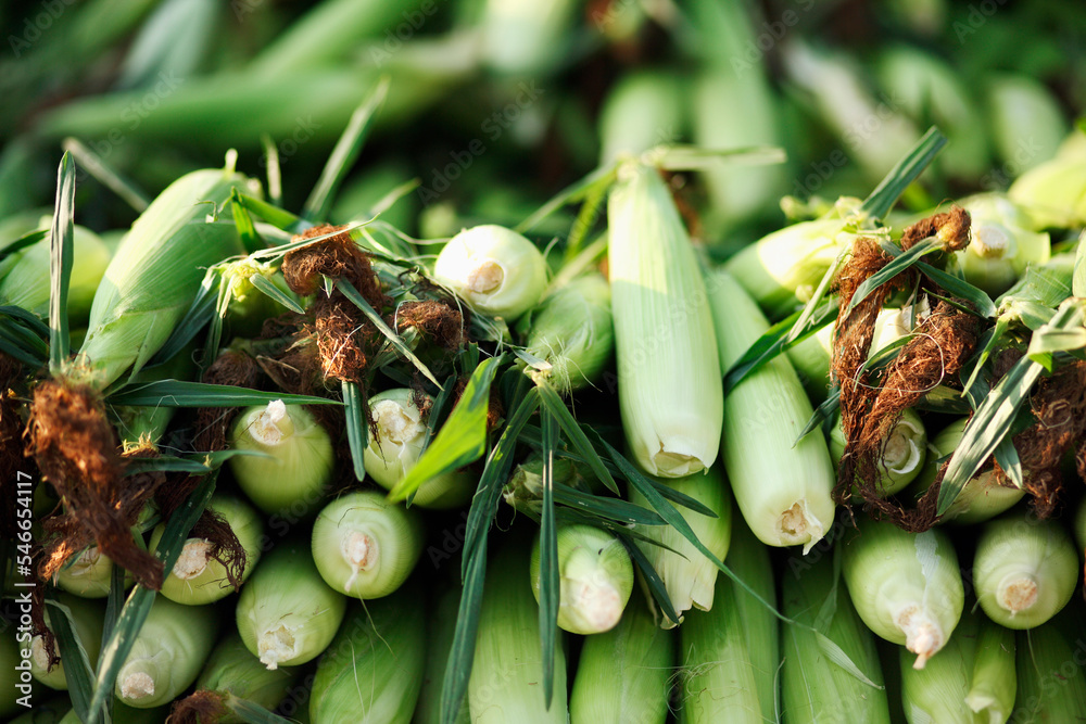 Sweet corn is for sale on a pick-up truck Stock Photo | Adobe Stock