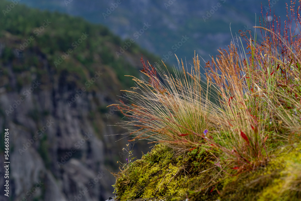 on the edge of a mountain meadow where grass and flowers grow, behind ...