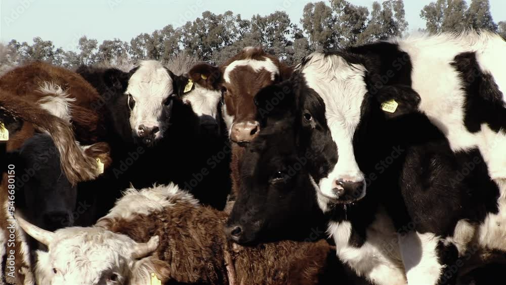 Black and White "Holando-Argentino" Cows Looking at Camera in Farm ...