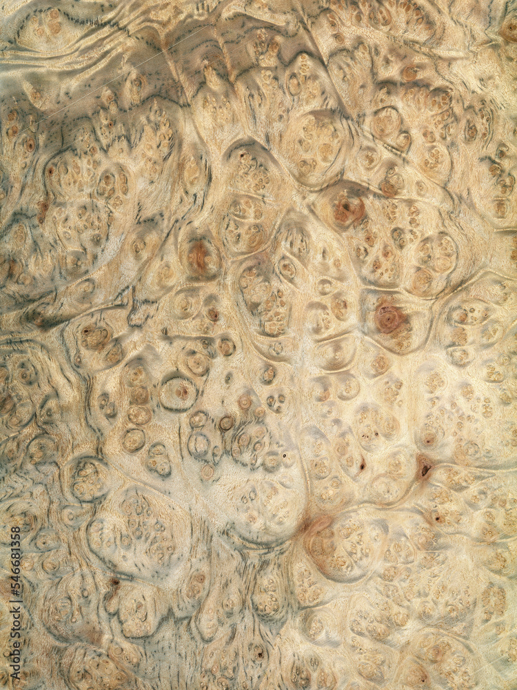 Macro photo of wood cross section Wood grain texture background Stock ...