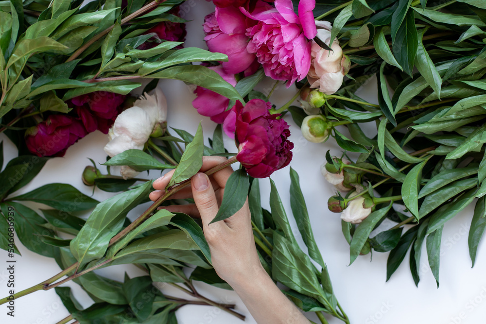 Woman's hand holding peony flower Stock Photo | Adobe Stock