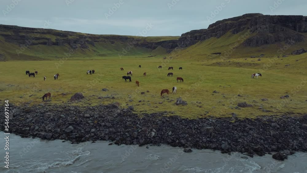 Beautiful wild horses grazing in a green meadow by the fast-moving ...