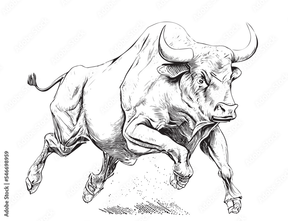 Angry bull running rodeo sketch hand drawn engraving style Vector ...