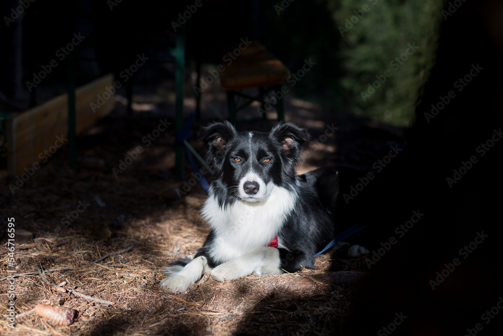 border collie lying, repose and rest after a walk. Stock-Foto | Adobe Stock