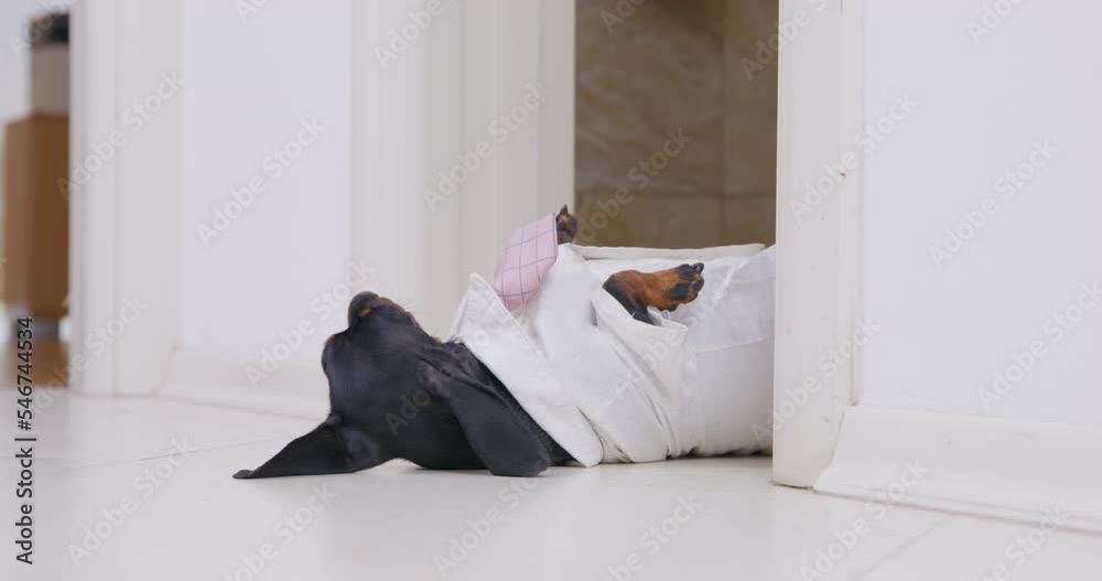 Dog in white shirt, tie enters bathroom, faints on his back, lies ...