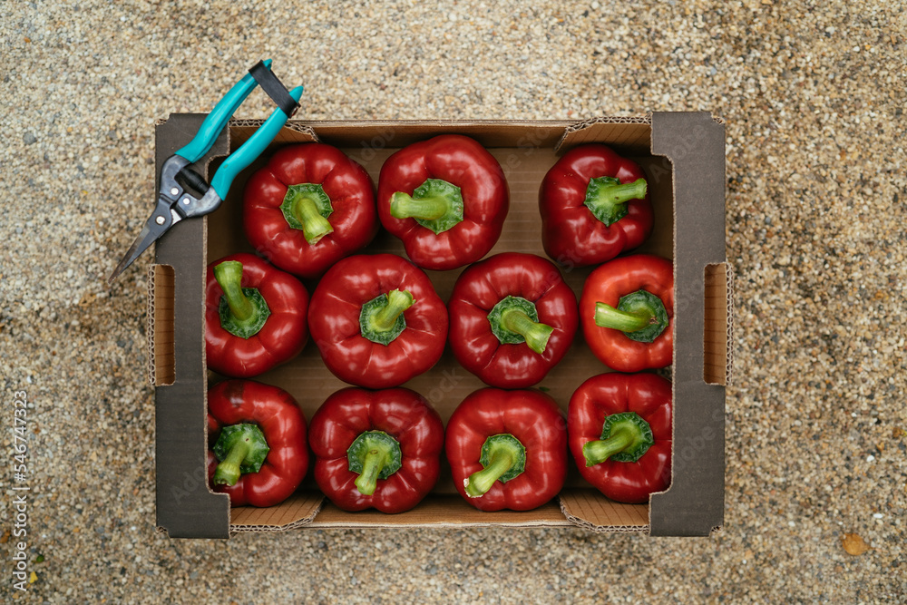 Carton box with bell peppers Stock Photo | Adobe Stock