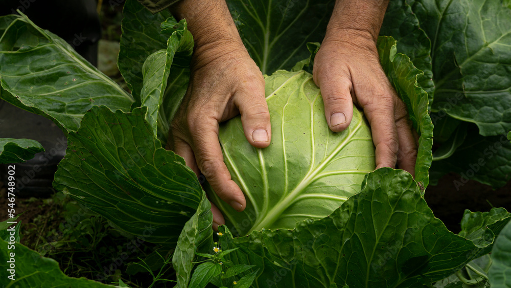 Cabbage Stock Photo | Adobe Stock