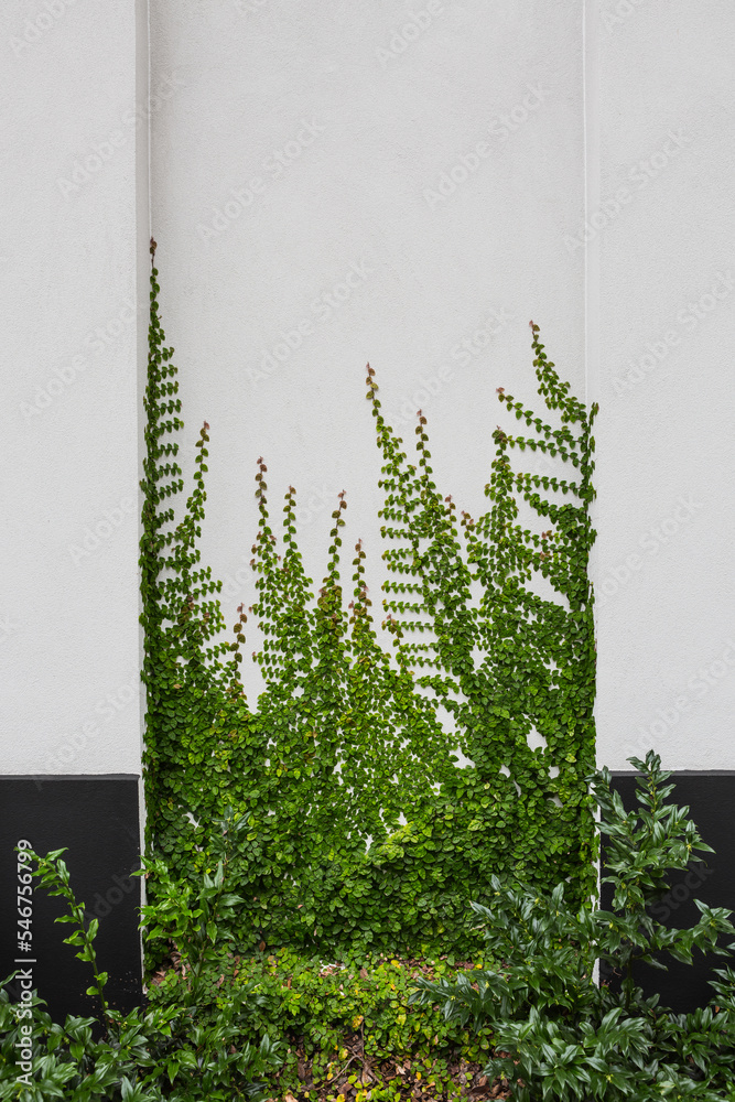 Creeping fig vine plant on a rendered white wall in a front garden ...