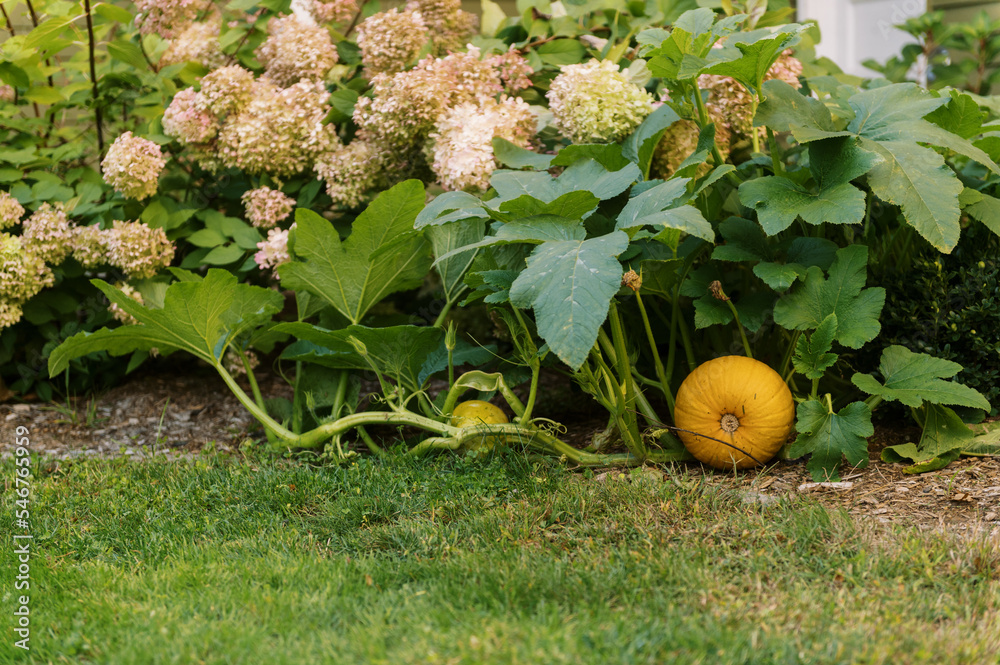 Pumpkin growing on a vine and taking over the front yard garden Stock ...