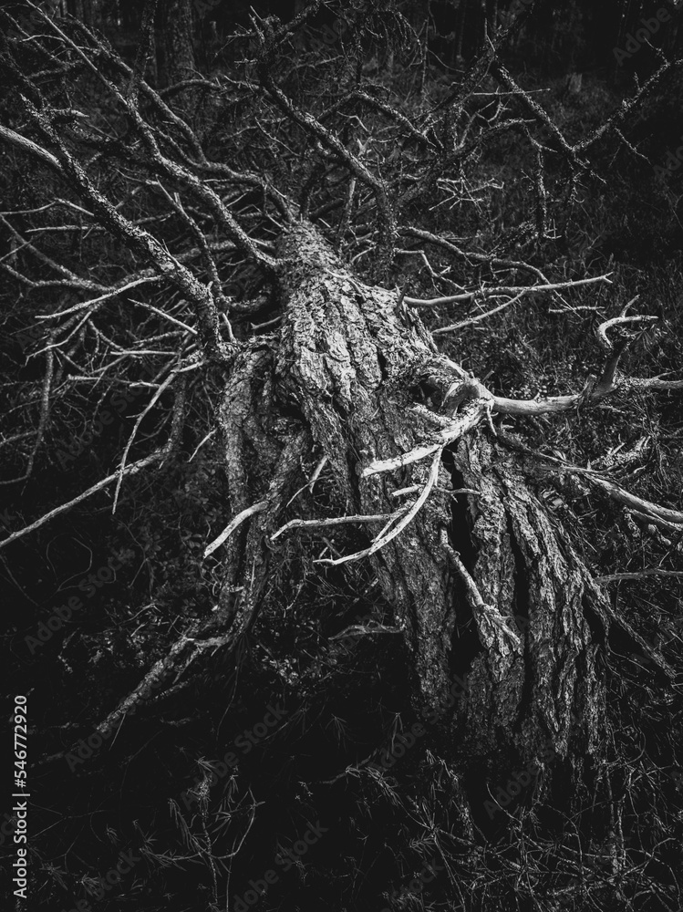 Nature of the North Is Vibrant Even with the Sometimes Hars Conditions ...