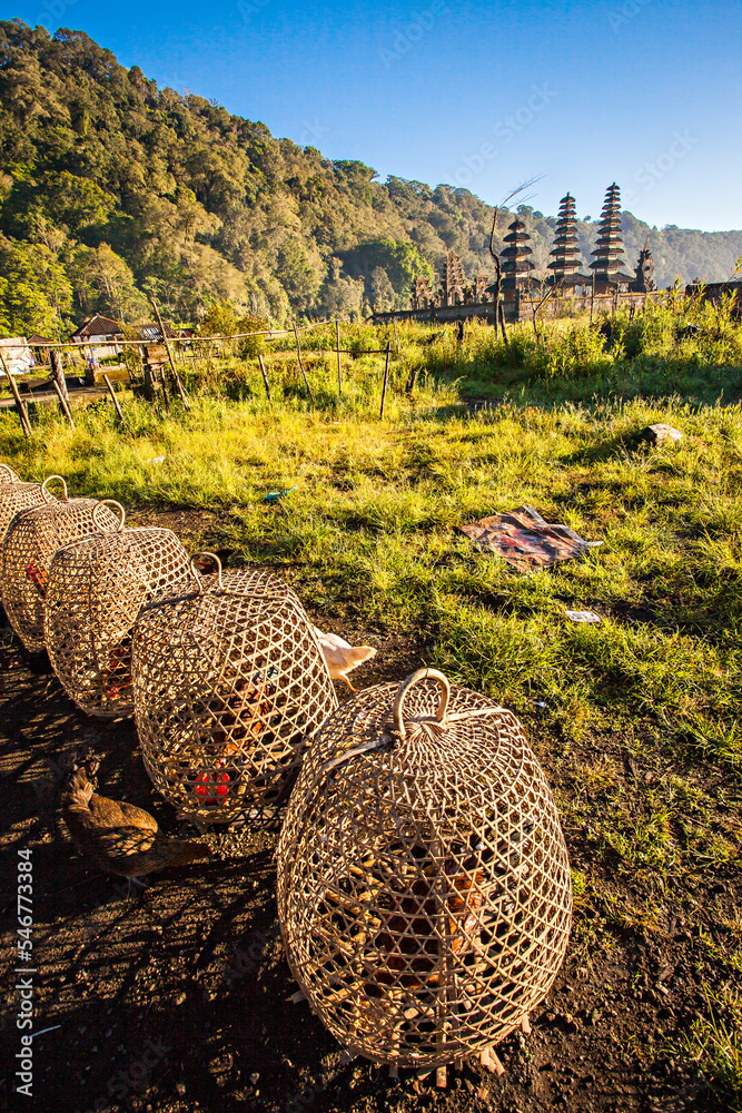 Roosters in cages are drying under the morning sun near Tamblingan ...
