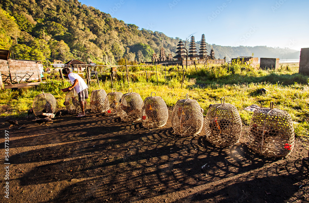 Roosters in cages are drying under the morning sun near Tamblingan ...