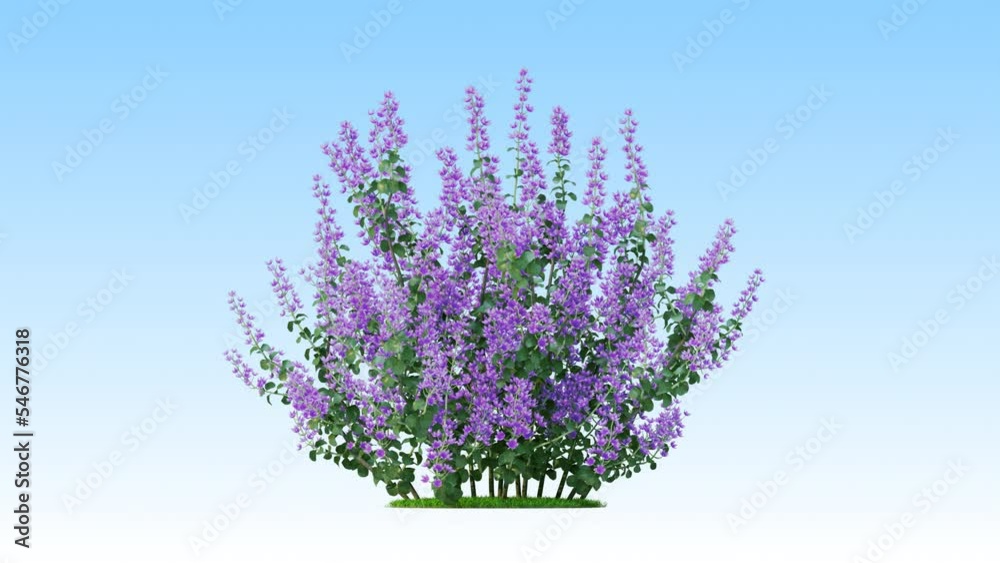 Cenizo flower on a white background 3D animation, Flowering shrubs ...