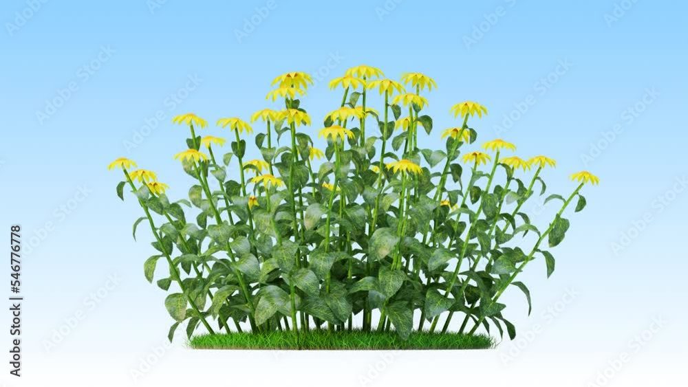 Echinacea flower on a white background 3D animation, Flowering shrubs ...