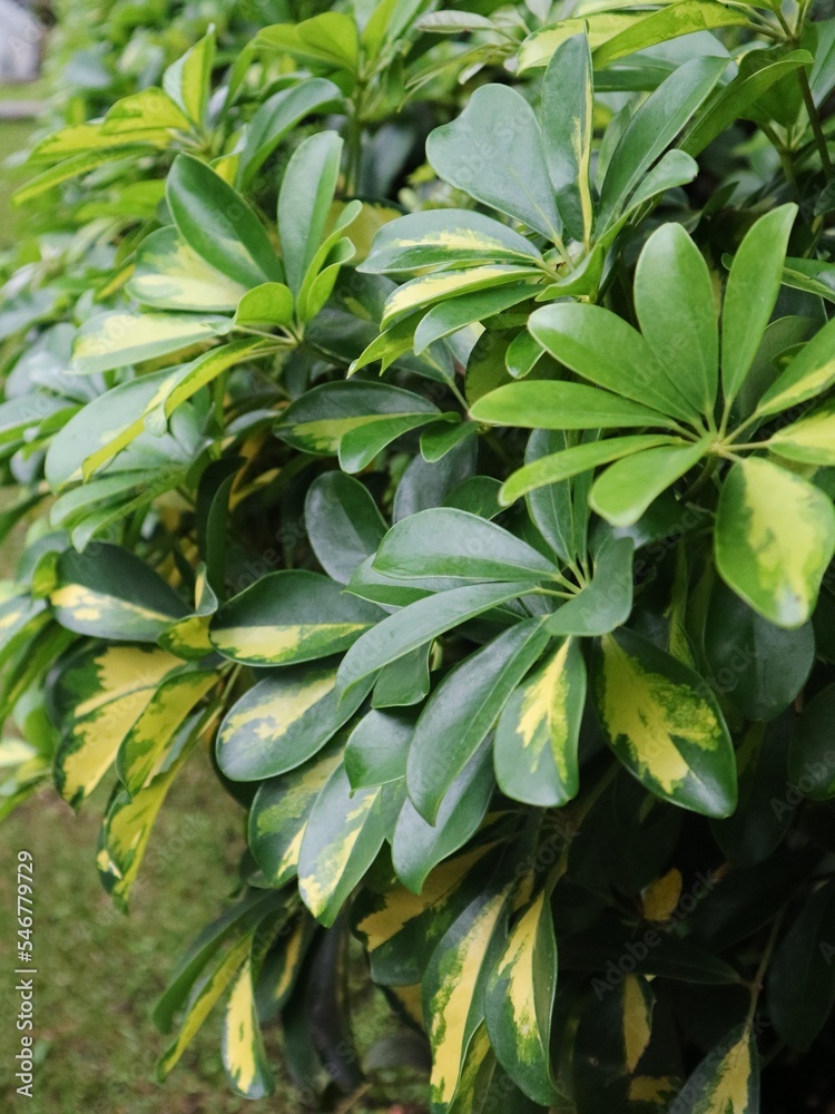 Pictures group of Tanaman Walisongo Variegata or Dwarf umbrella tree in ...
