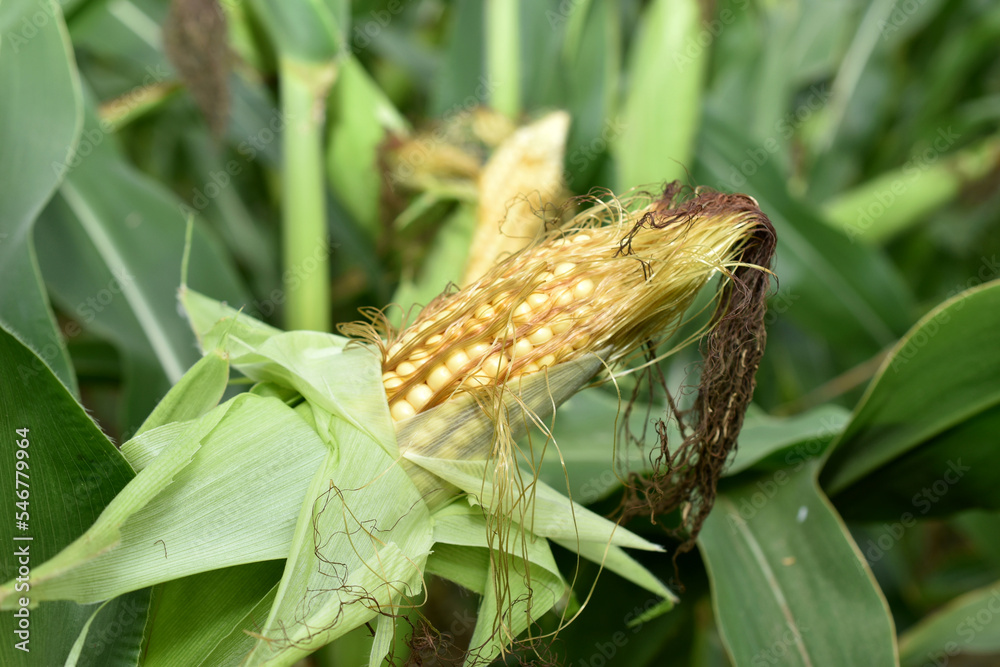 Pictured is a cornfield. The corncob ripens on the stem of the plant ...