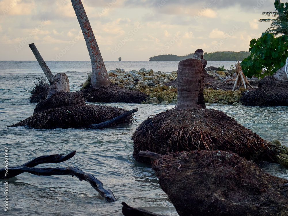 Uprooted fallen coconut palm trees - sea level rise, Pacific island ...