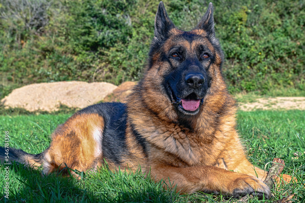 German shepherd dog lying on the grass, facing forward, with its head ...