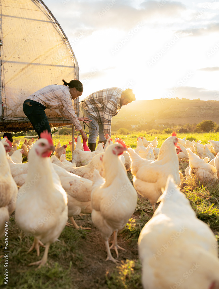 Chicken, poultry and man with woman farming, livestock and feeding ...