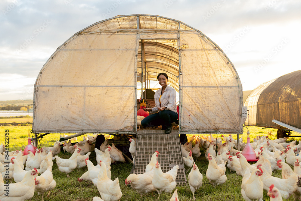 Chicken farming, woman and organic coop on at farm, field or outdoor ...