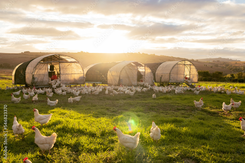 Farm, agriculture and sustainability with chickens on a field of grass ...