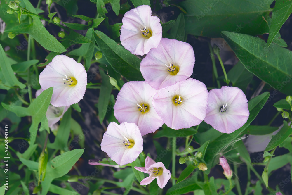 Field bindweed or Convolvulus arvensis or European bindweed or Creeping ...